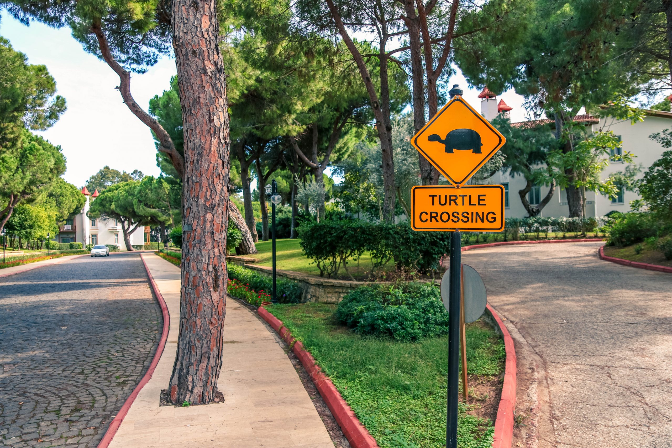 How to Safely Help Turtles Off the Road | Swank Early Skills Development